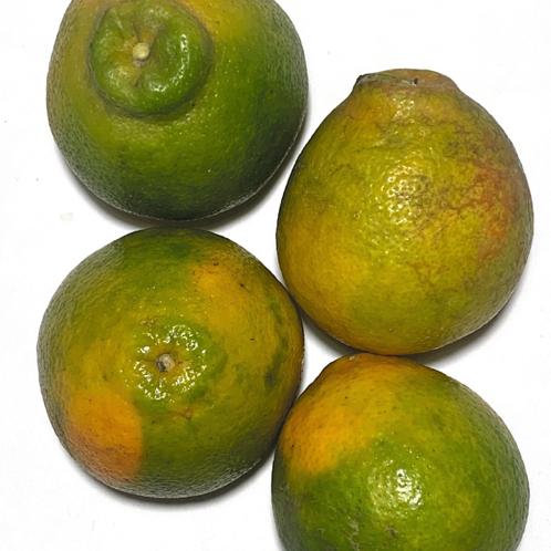 Naranja Importada – COSECHA TO-GO