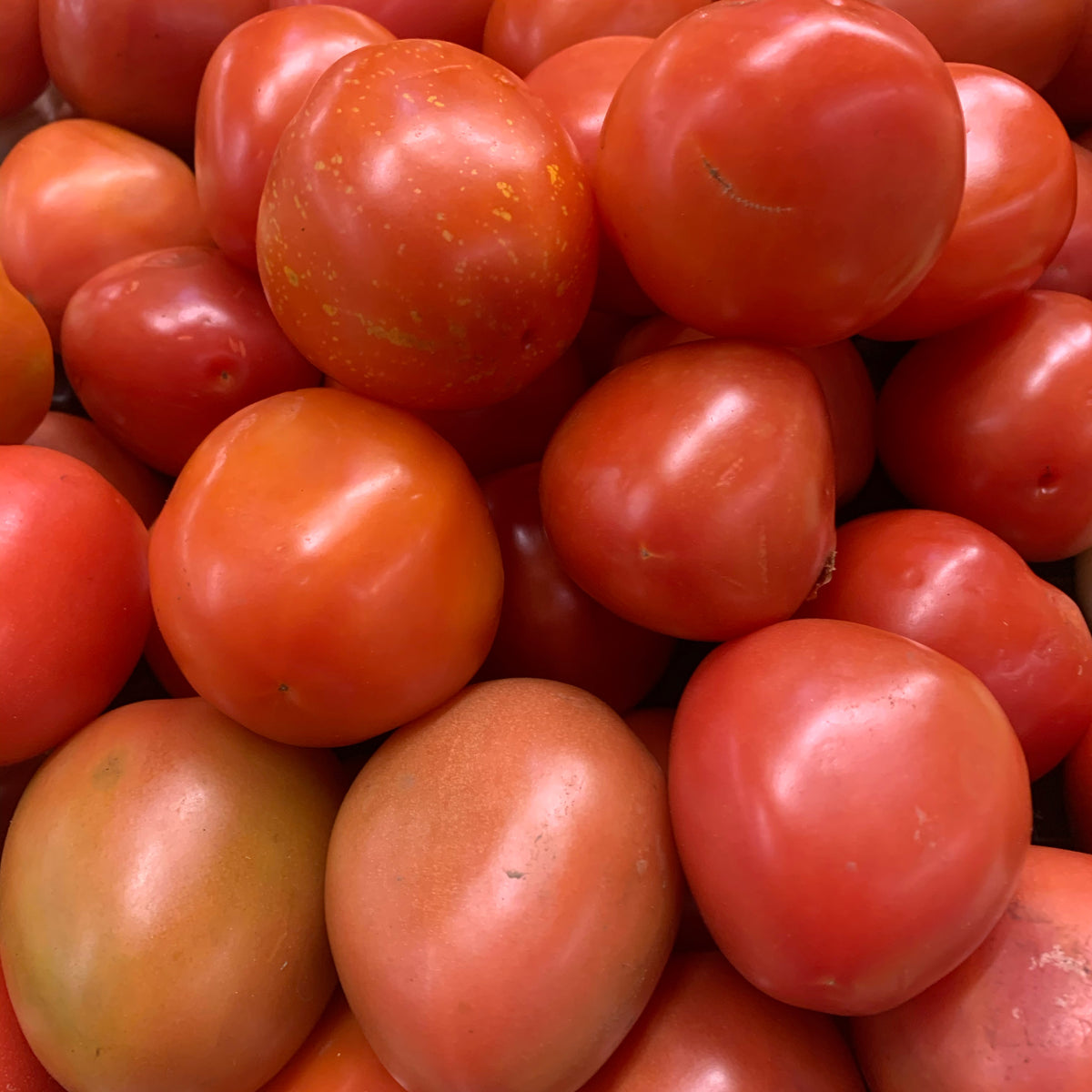 Tomate Chonto – COSECHA TO-GO